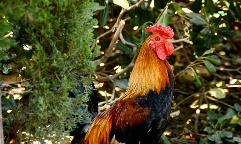 Five Chicken Sounds and What They Mean – Perdue FlockLeader