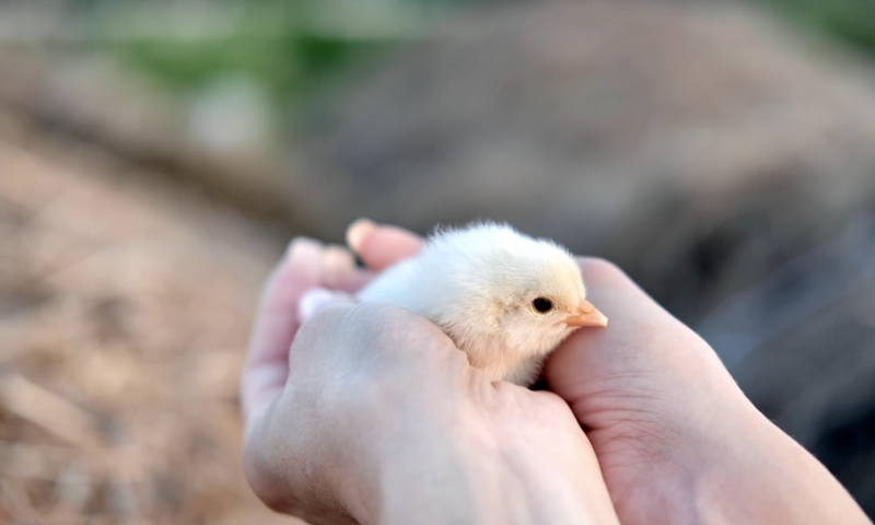 Chick Care 101: Chick Environment – Perdue FlockLeader
