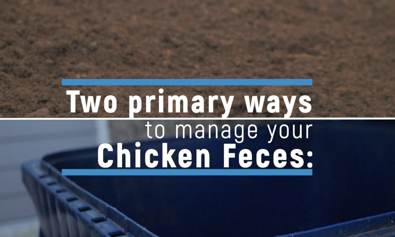 Chicken Coop Waste Management, Part 1: What To Do With Chicken Poop ...
