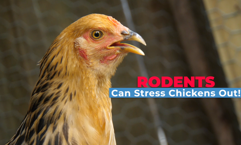 Pests in the Chicken Coop: Why They Matter and What To Do About Them ...