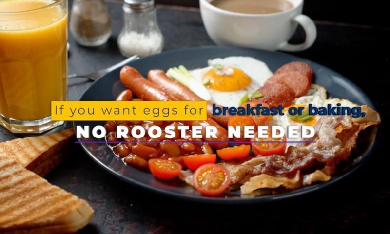 Do I Need A Rooster To Get Eggs Perdue Flockleader