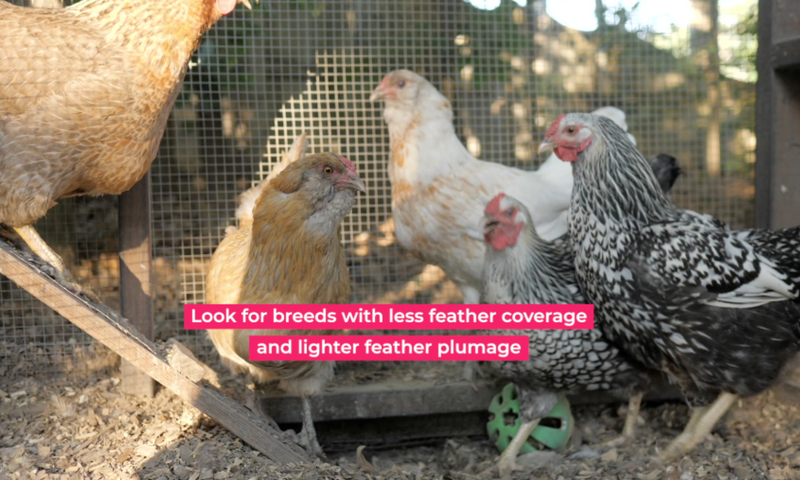 Choosing Chickens Which Breeds Handle Summer Weather Best Perdue