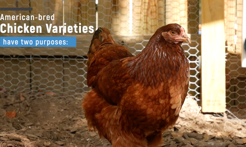 Choosing Chickens: American Heritage Chicken Breeds – Perdue FlockLeader