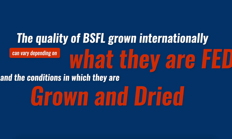 Safe and Nutritious Black Soldier Fly Larvae (BSFL) – Perdue FlockLeader