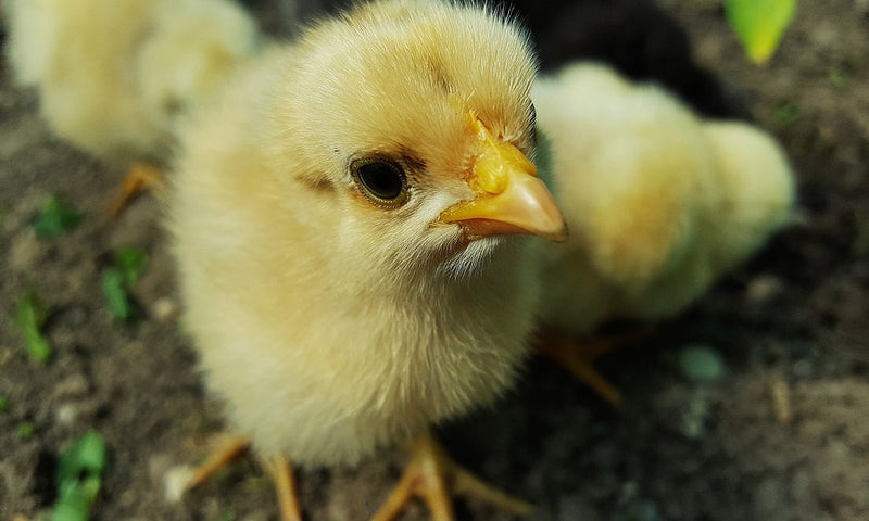 Chick FAQs: Navel Edition – Perdue FlockLeader