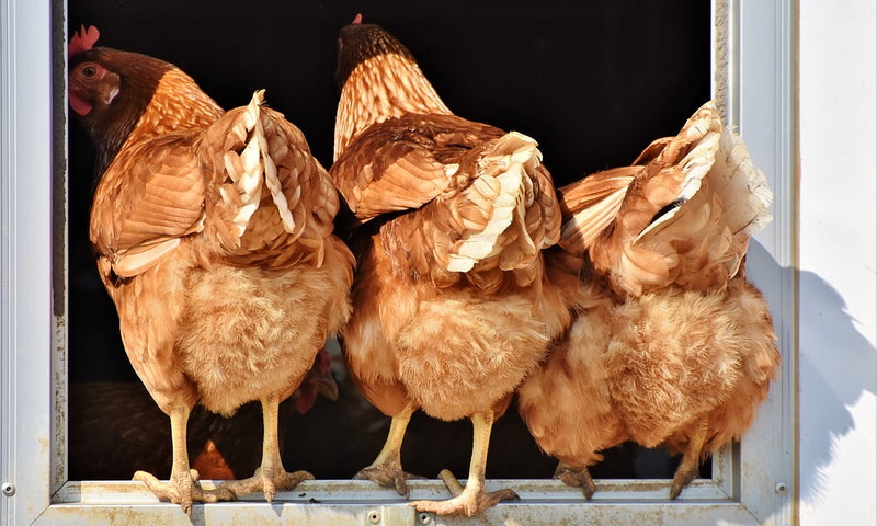 An Inside Look at Chicken Stress – Perdue FlockLeader