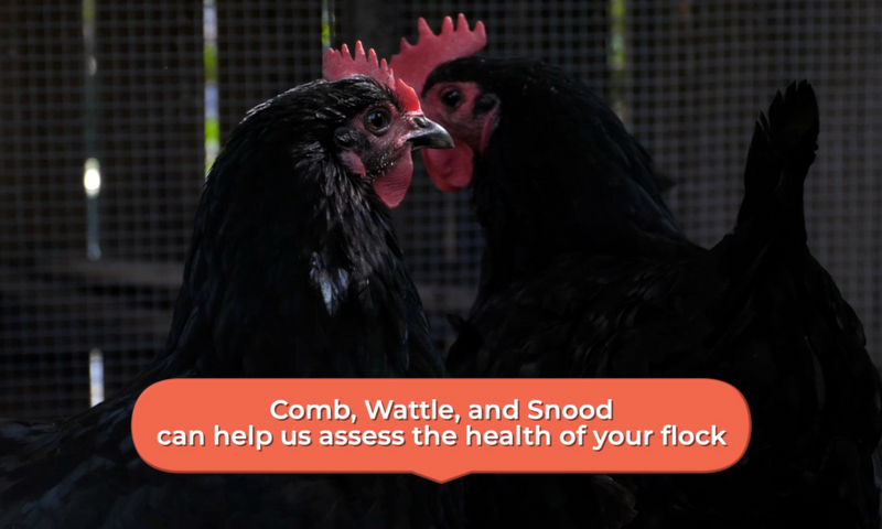 Chicken Anatomy Explained: Comb, Wattle, and Snood – Perdue FlockLeader