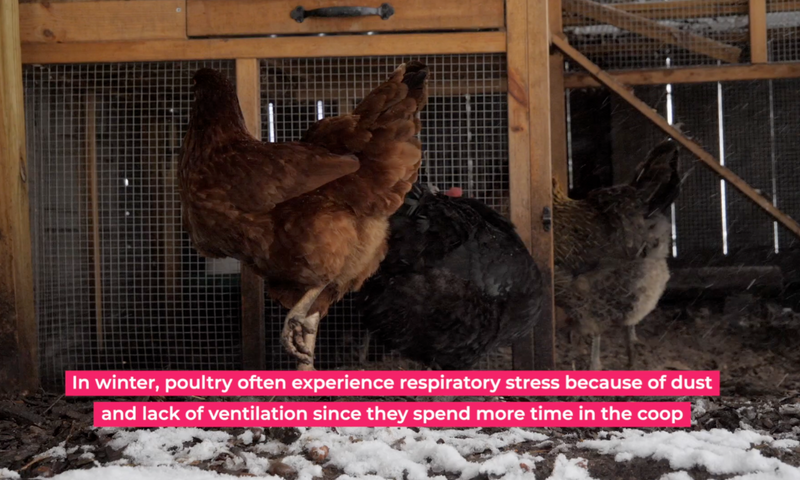 Chicken Anatomy Explained: Lung Structure and Respiratory Health ...