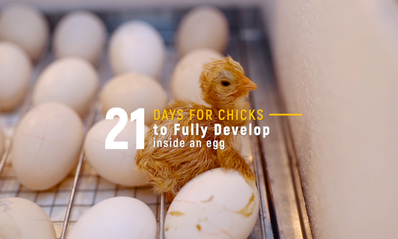 How Long Does It Take for Chicks to Hatch? And What is Pipping, Anyway ...