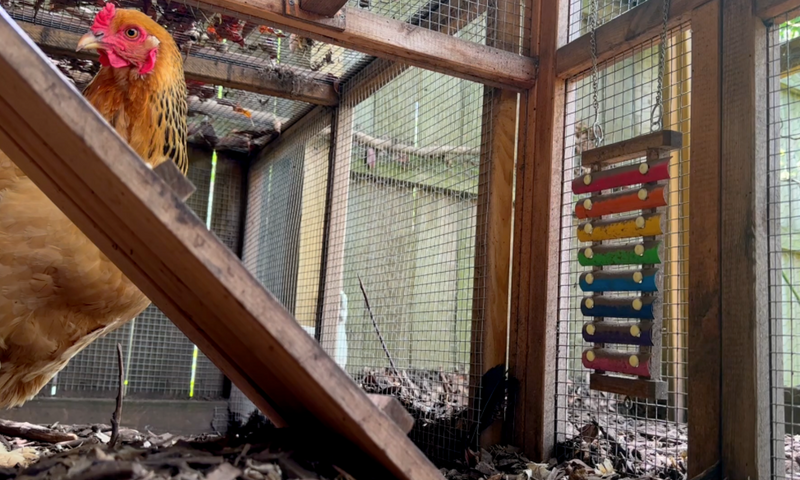 Chicken Behavior Explained: Playtime and the Curious Chicken – Perdue ...