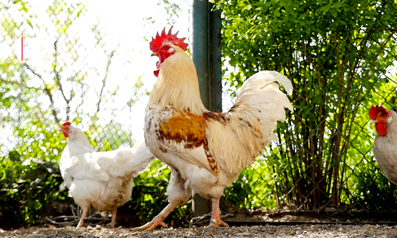 Do Roosters Make Good Dads Perdue Flockleader