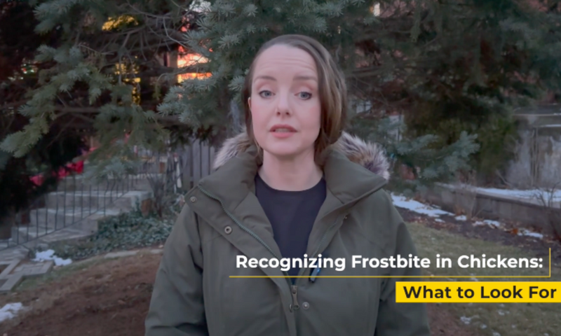 Recognizing Frostbite in Chickens: What to Look For – Perdue FlockLeader
